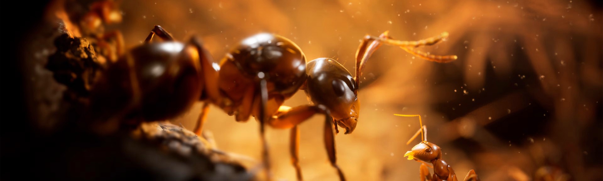 Empire of the Ants (2024) | Xbox Series X|S Game | Pure Xbox